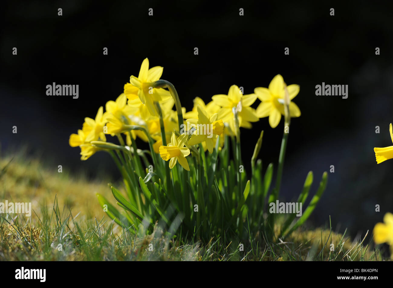 Miniature spring daffodils in the sunshine in an English garden against ...
