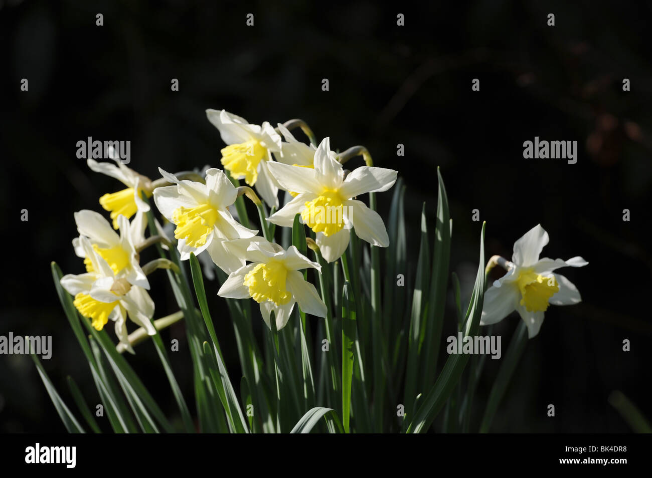 Spring daffodils in an English garden against dark background Stock ...