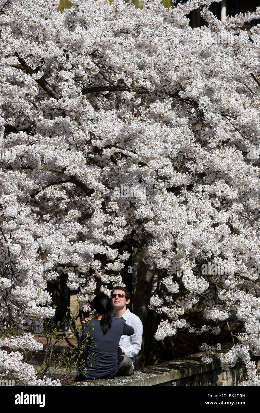 English cherry tree IN Cambridge Stock Photo - Alamy