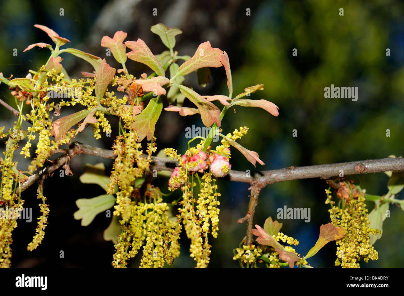 Newly emerged spring Blackjack Oak leaves and catkin. Closeup. Oklahoma ...