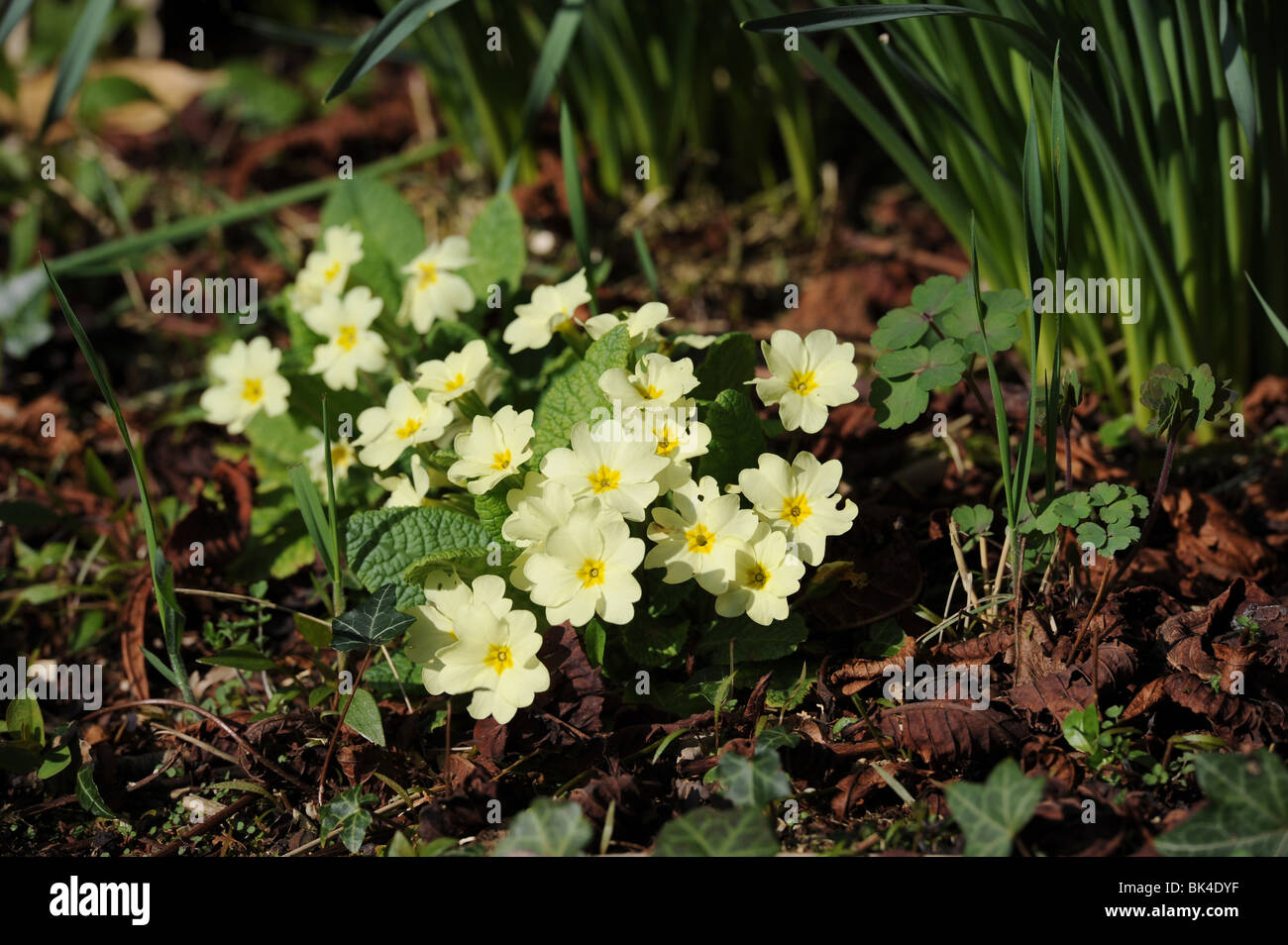 Pretty yellow Primroses - primula vulgaris - in spring sunshine in an ...