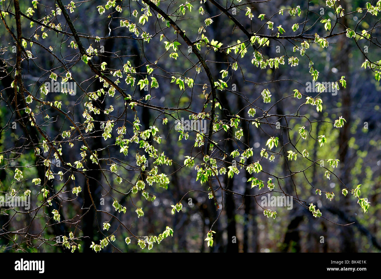 Backlit spring leaves for background. Oklahoma, USA Stock Photo - Alamy