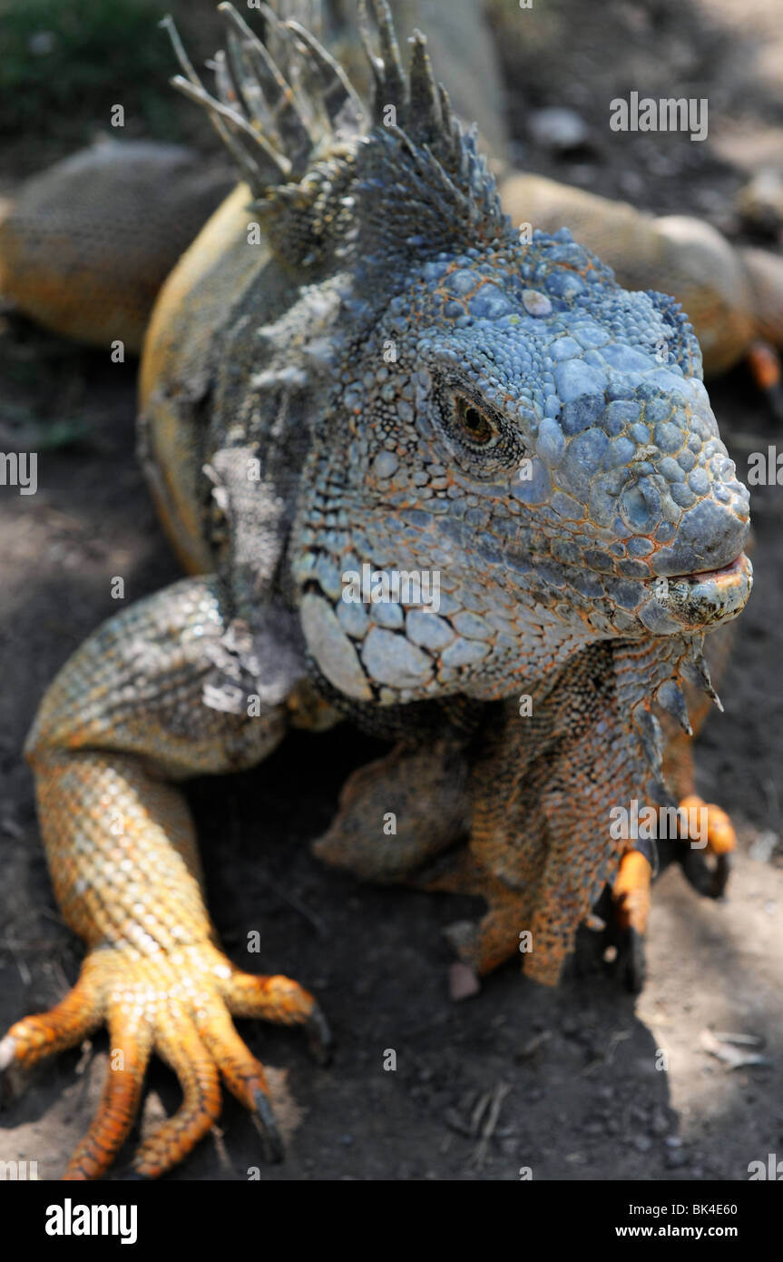 Iguana guayaquil hi-res stock photography and images - Alamy