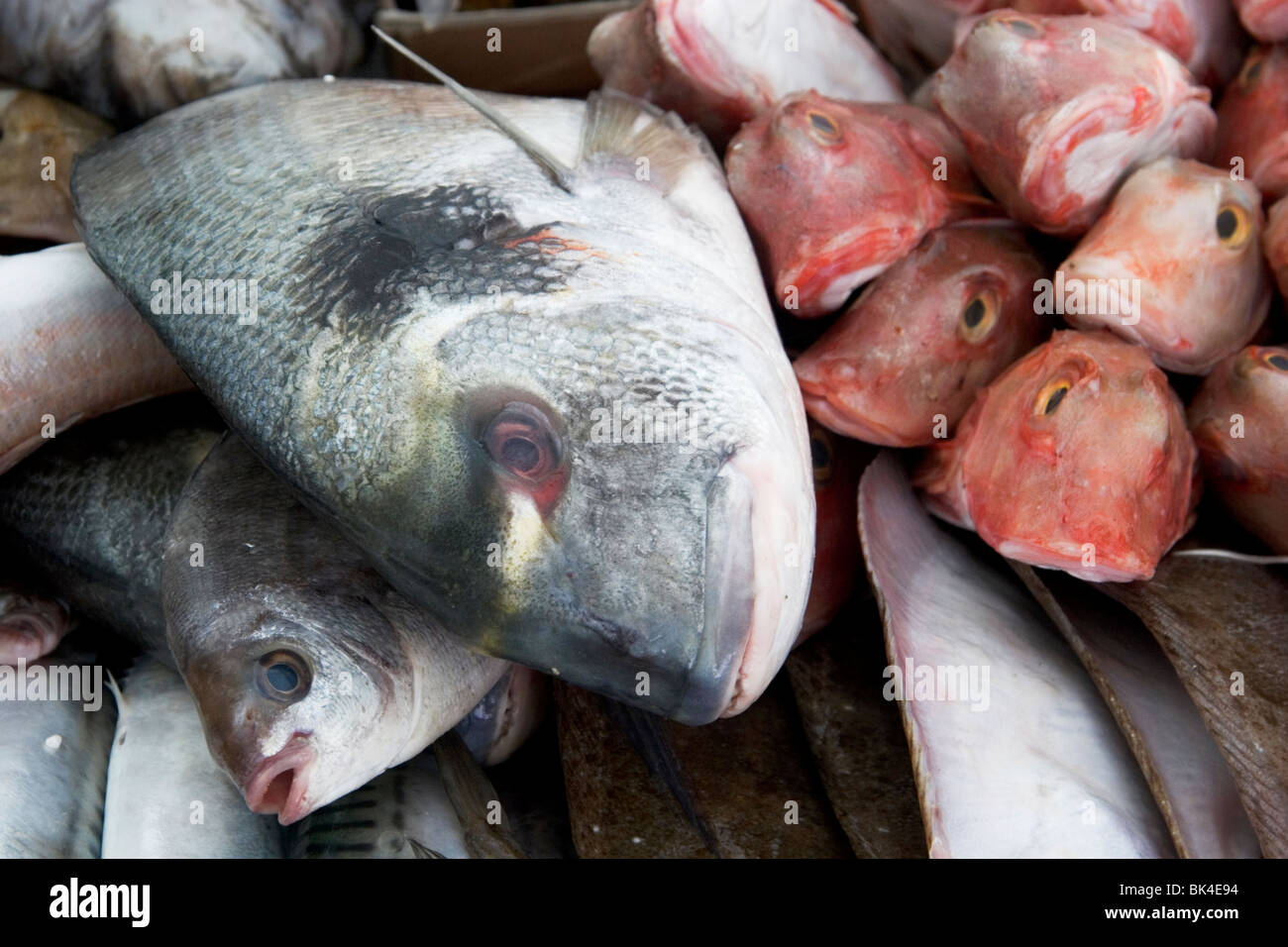 Fishmonger stall gurnard hi-res stock photography and images - Alamy