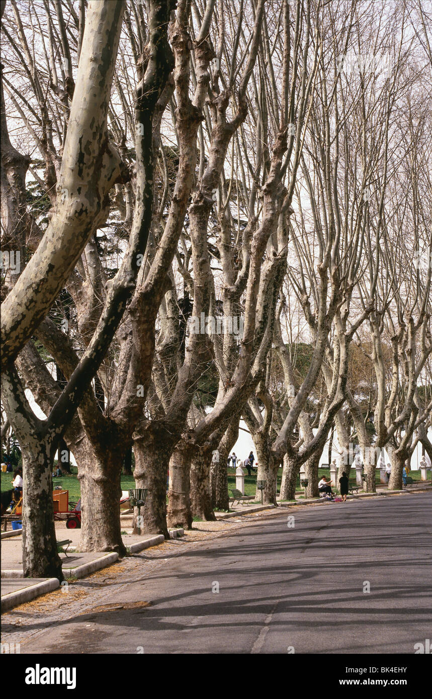 Tree-line street in Rome, Italy Stock Photo - Alamy