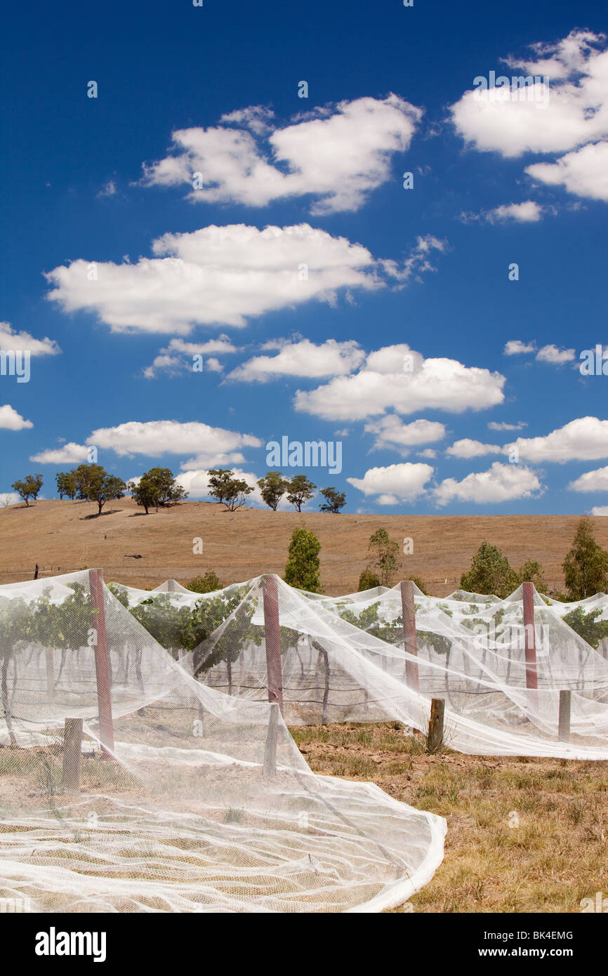 Victoria wine australia hi-res stock photography and images - Alamy