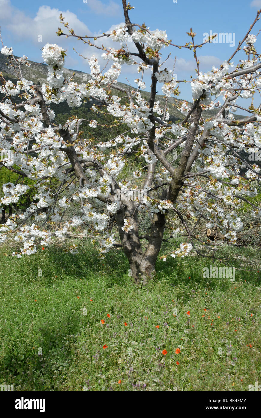 cherry tree in blossom, La Carroja, Vall de Gallinera, Alicante ...
