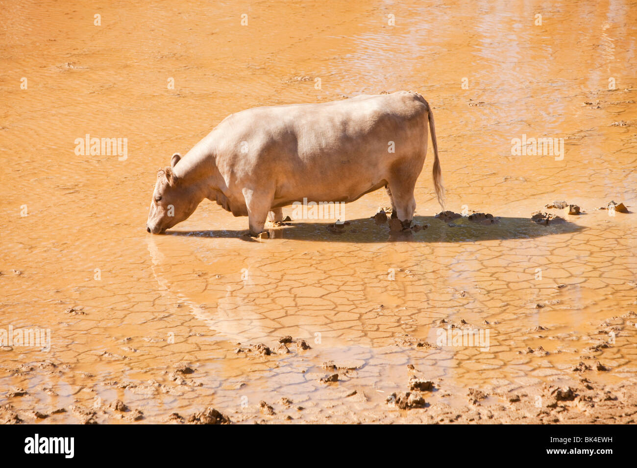 A cow drinks the last remnants of water from a watering hole on a farm ...