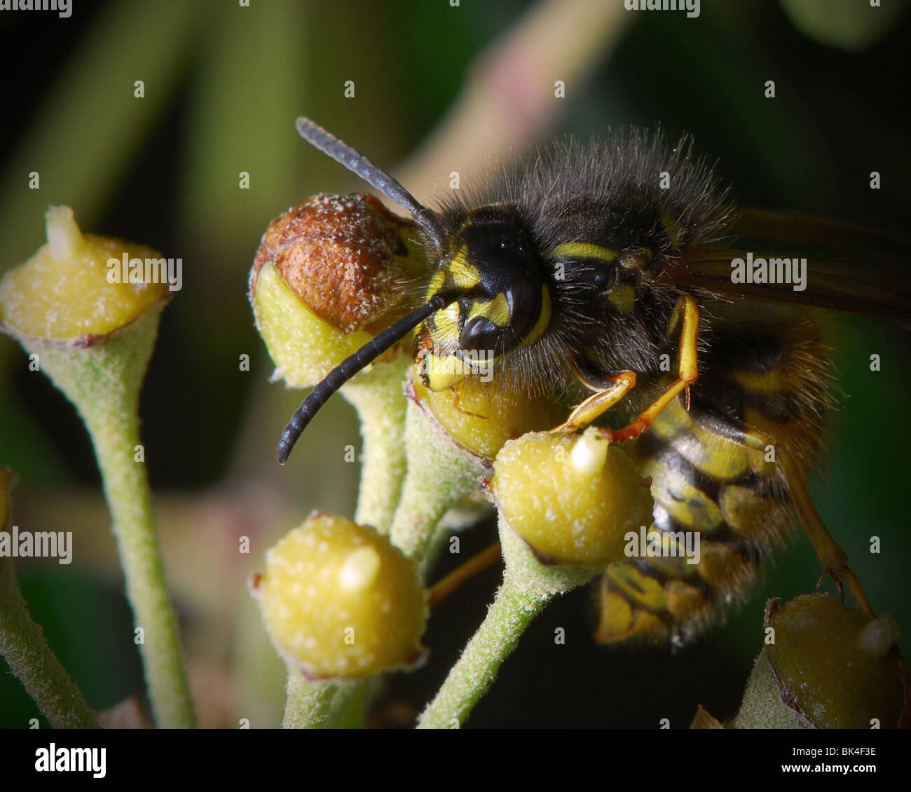 Wasp close to hi-res stock photography and images - Alamy