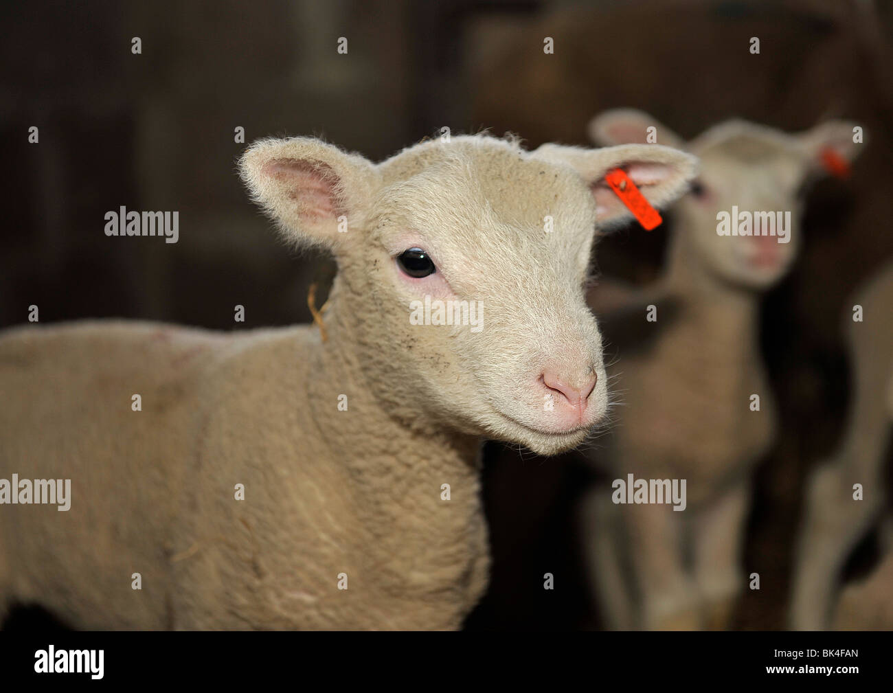 Farming Mutton High Resolution Stock Photography and Images - Alamy