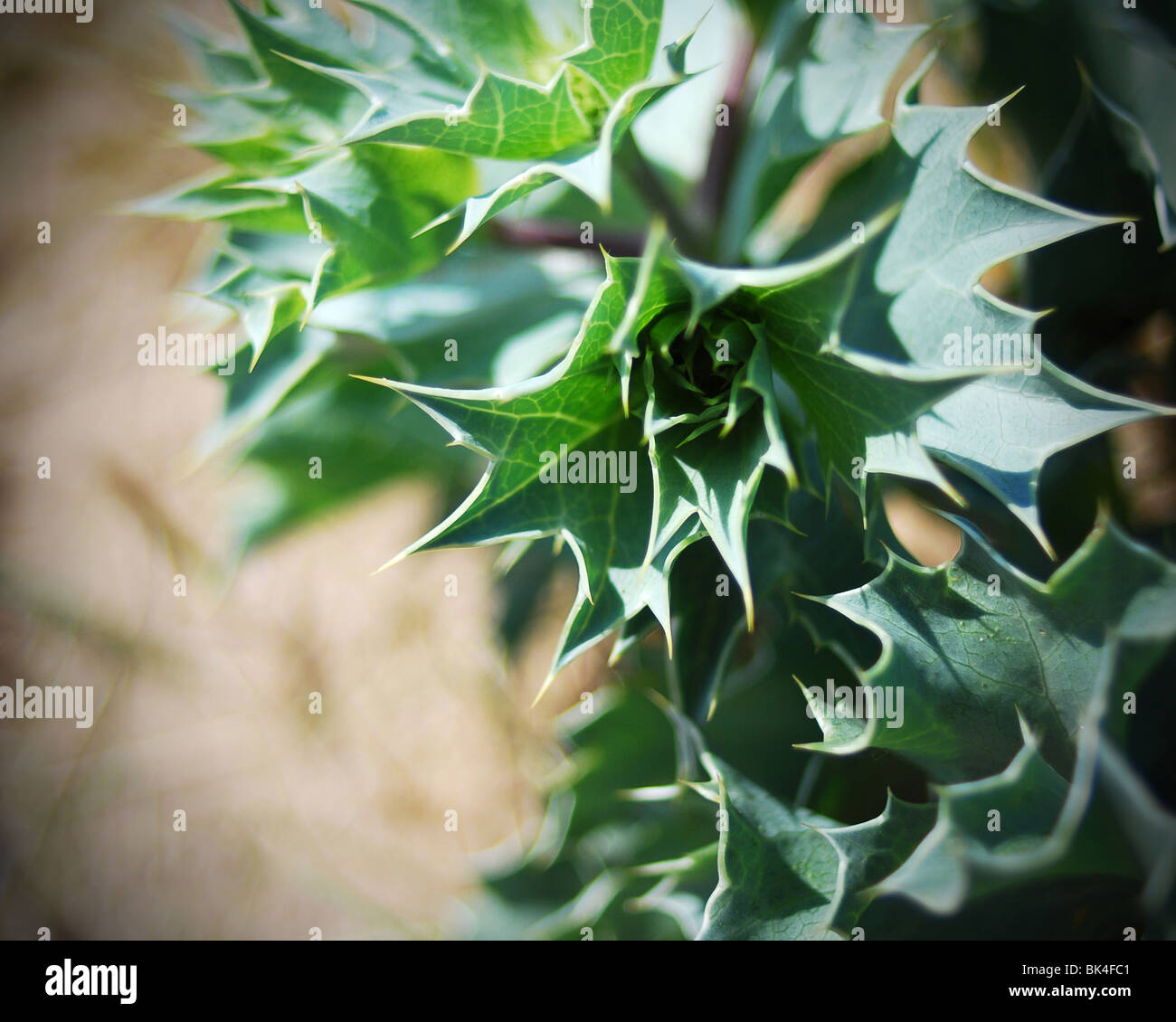 Spiky nature hi-res stock photography and images - Alamy