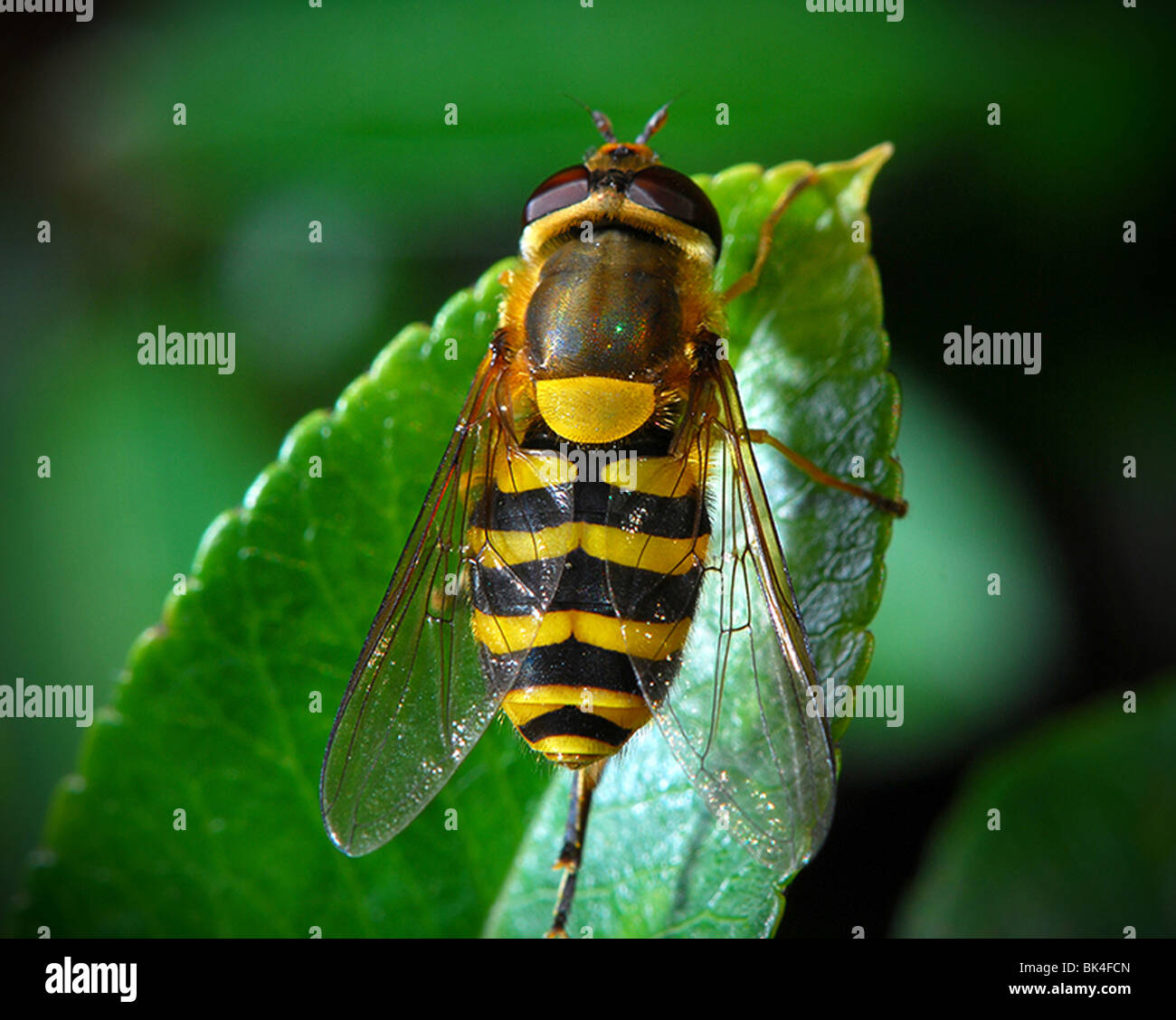 Wasp sting hi-res stock photography and images - Alamy