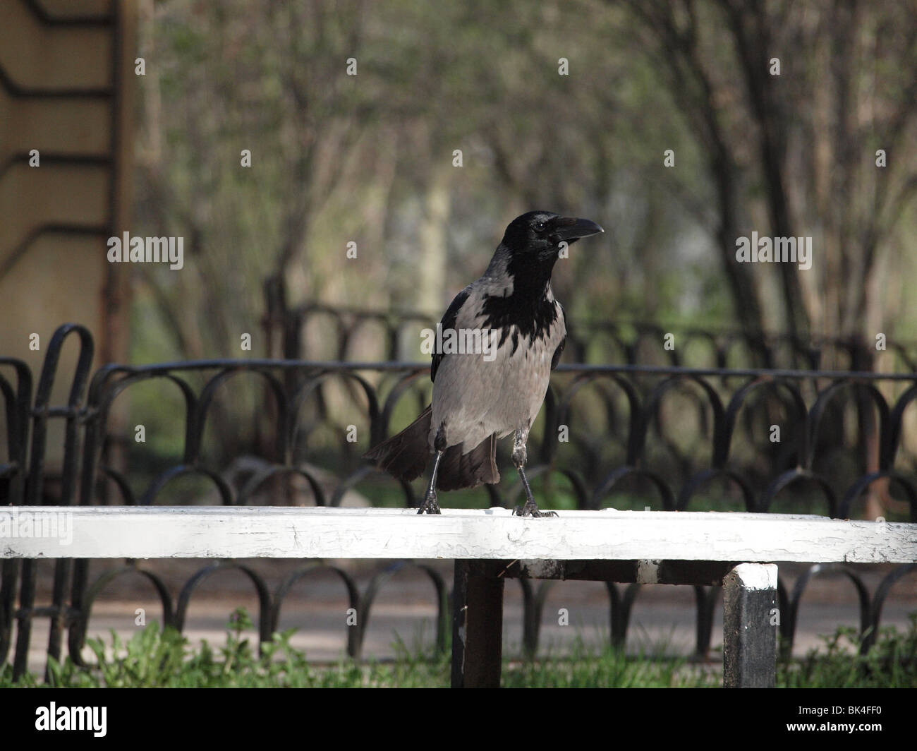 Crow on Bench Stock Photo - Alamy