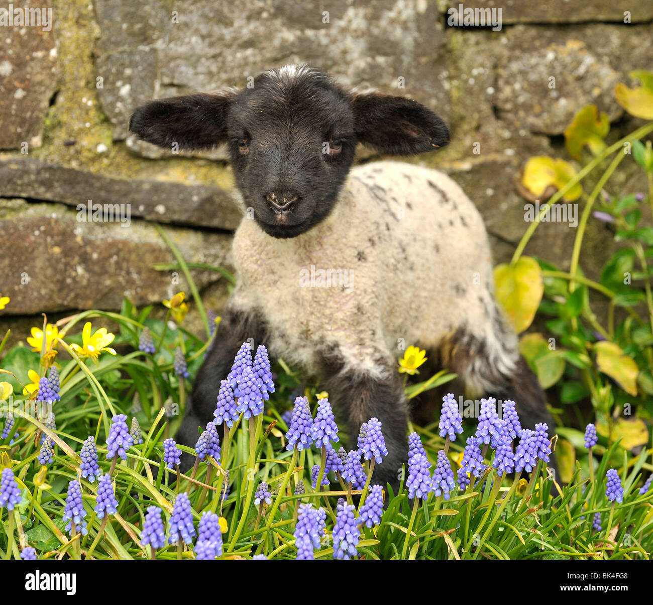 lamb in spring flowers, UK Stock Photo - Alamy