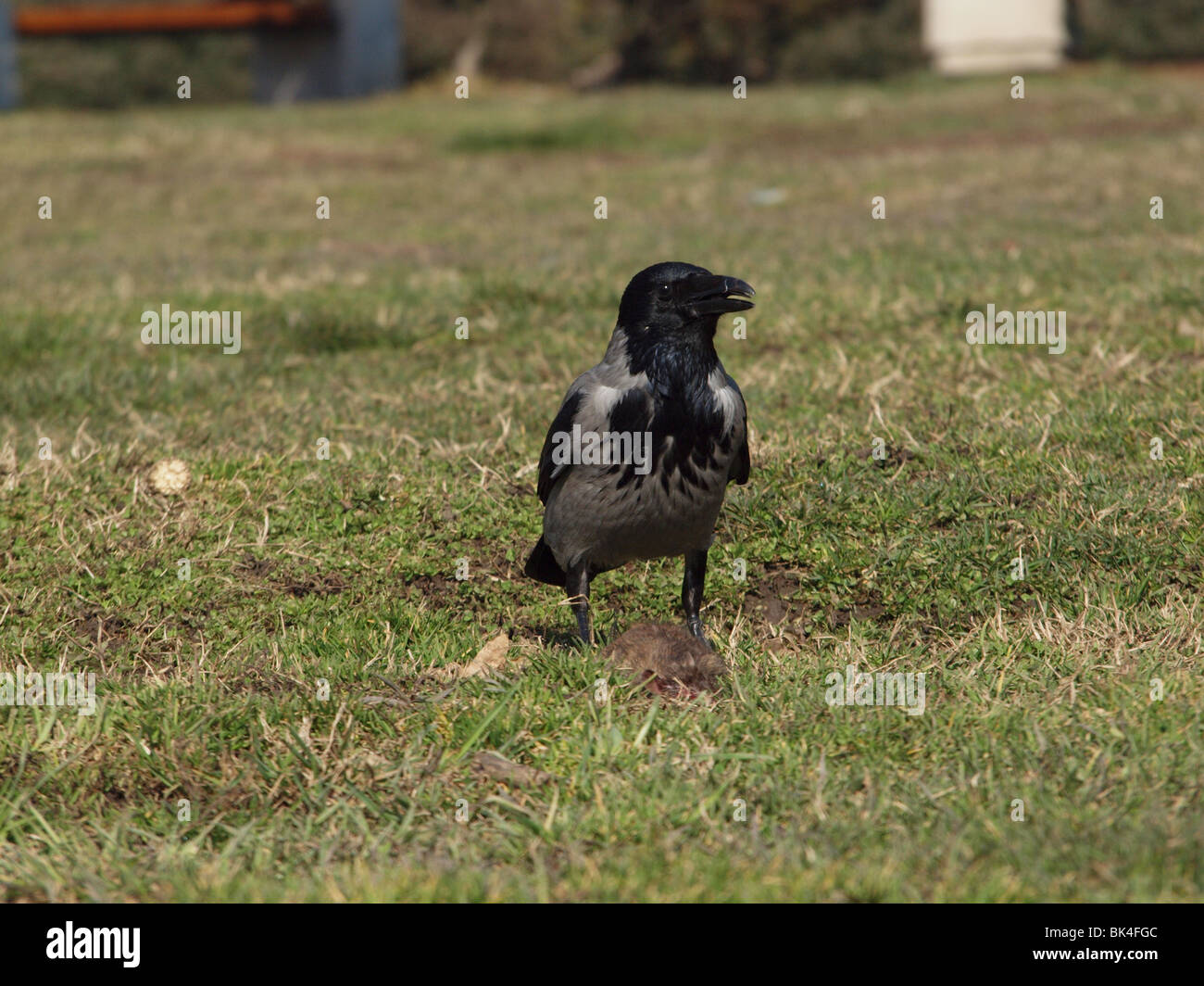 Crow having rat for breakfast Stock Photo - Alamy
