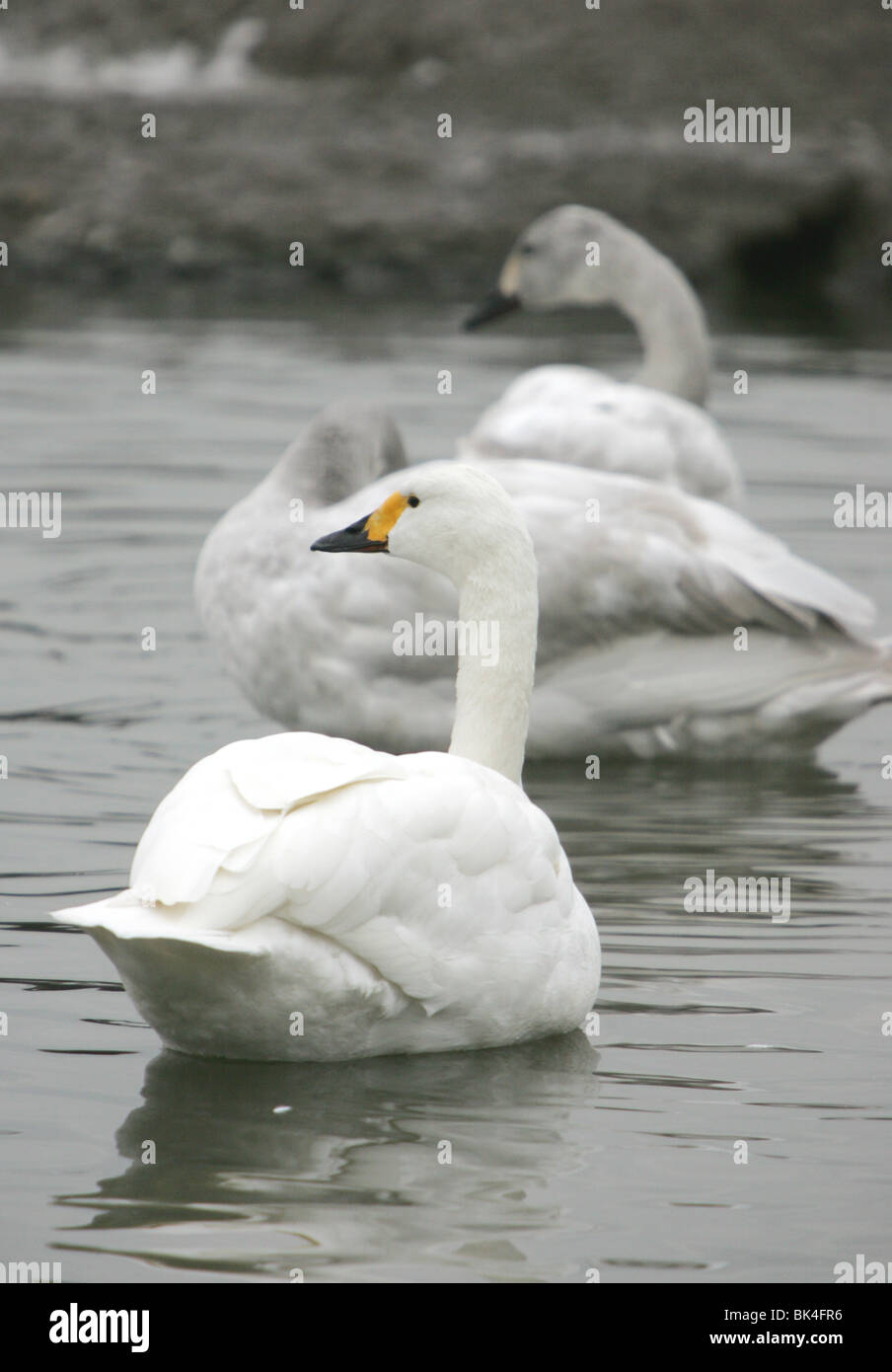 Bewicks swan plumage hi-res stock photography and images - Alamy