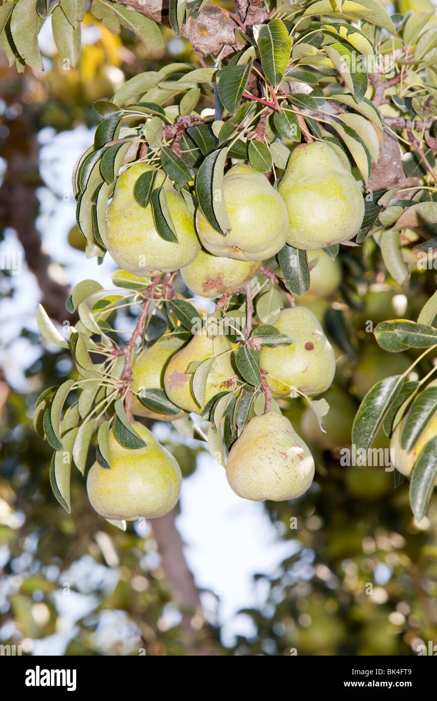 A pear orchard near Shepperton, Victoria, Australia Stock Photo - Alamy