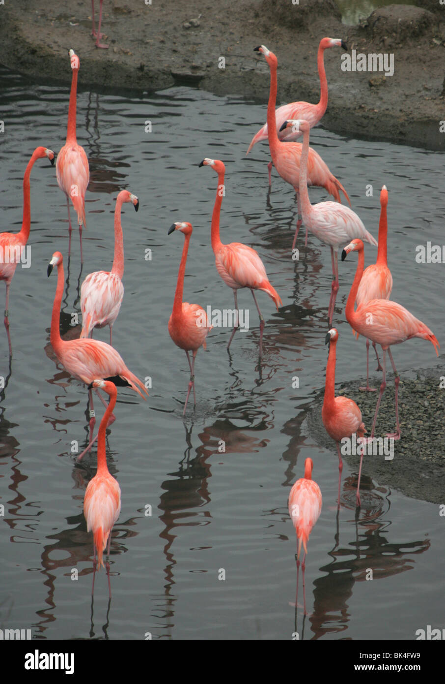A group of Flamingos Stock Photo - Alamy