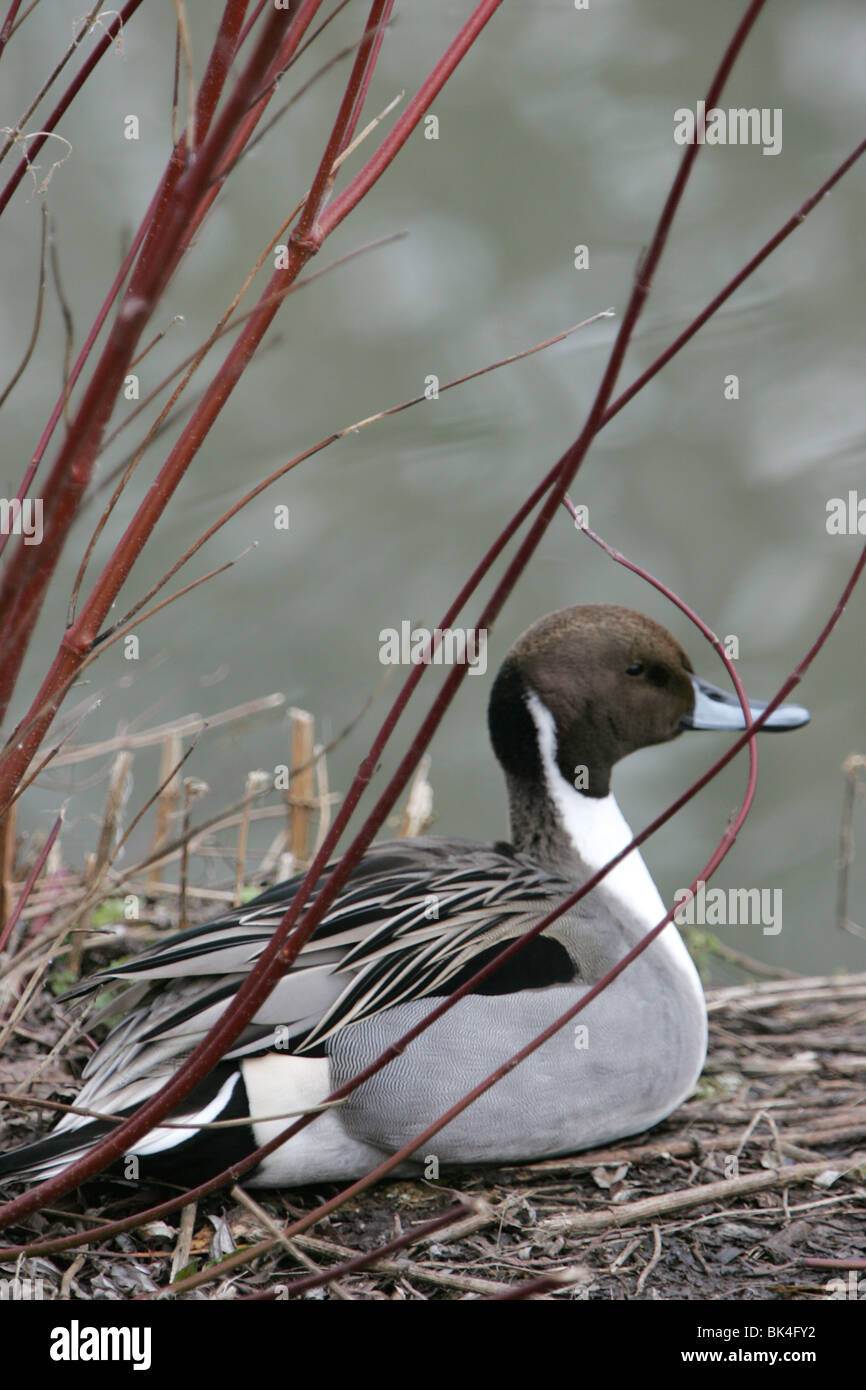 What Do You Call A Male Pintail Duck at Marilyn Sylvester blog