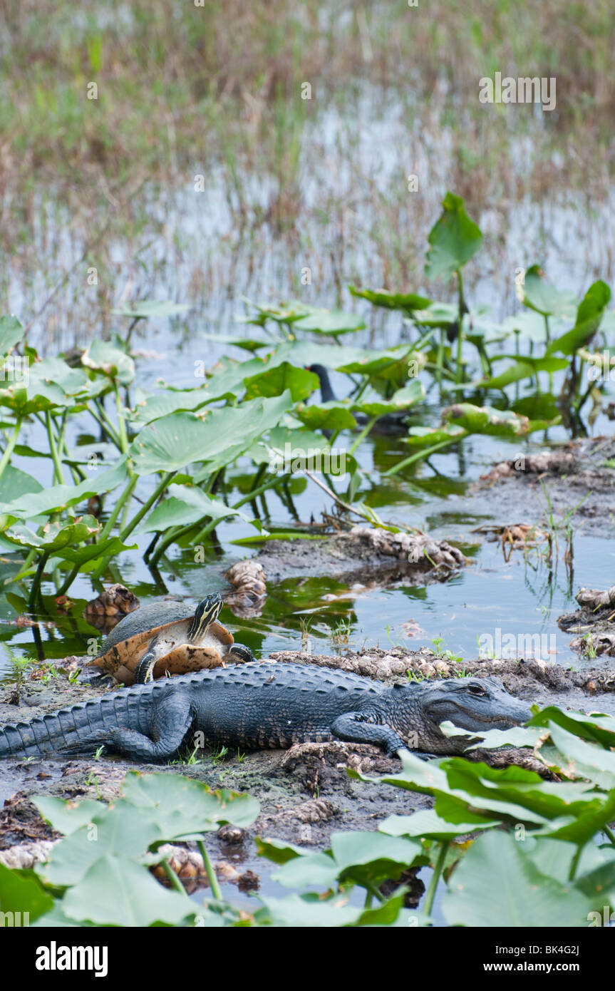 R marshall loxahatchee national wildlife refuge hi-res stock ...