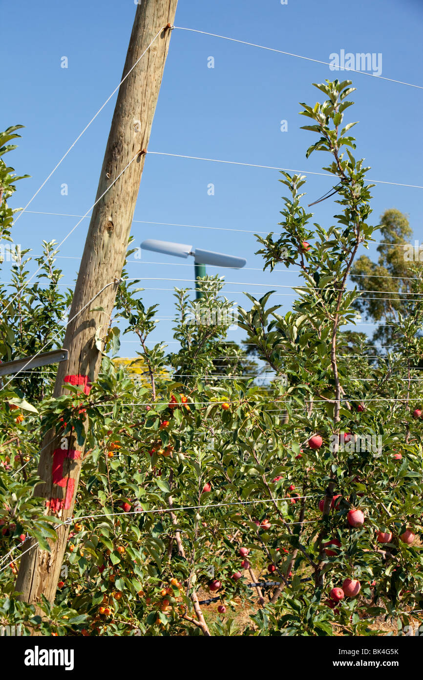 Apple australia farm hi-res stock photography and images - Alamy
