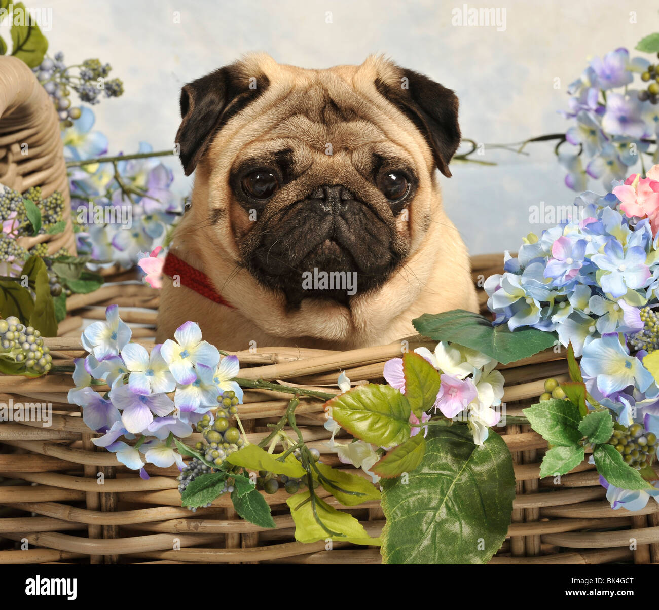 fawn pug in summer basket, UK Stock Photo - Alamy