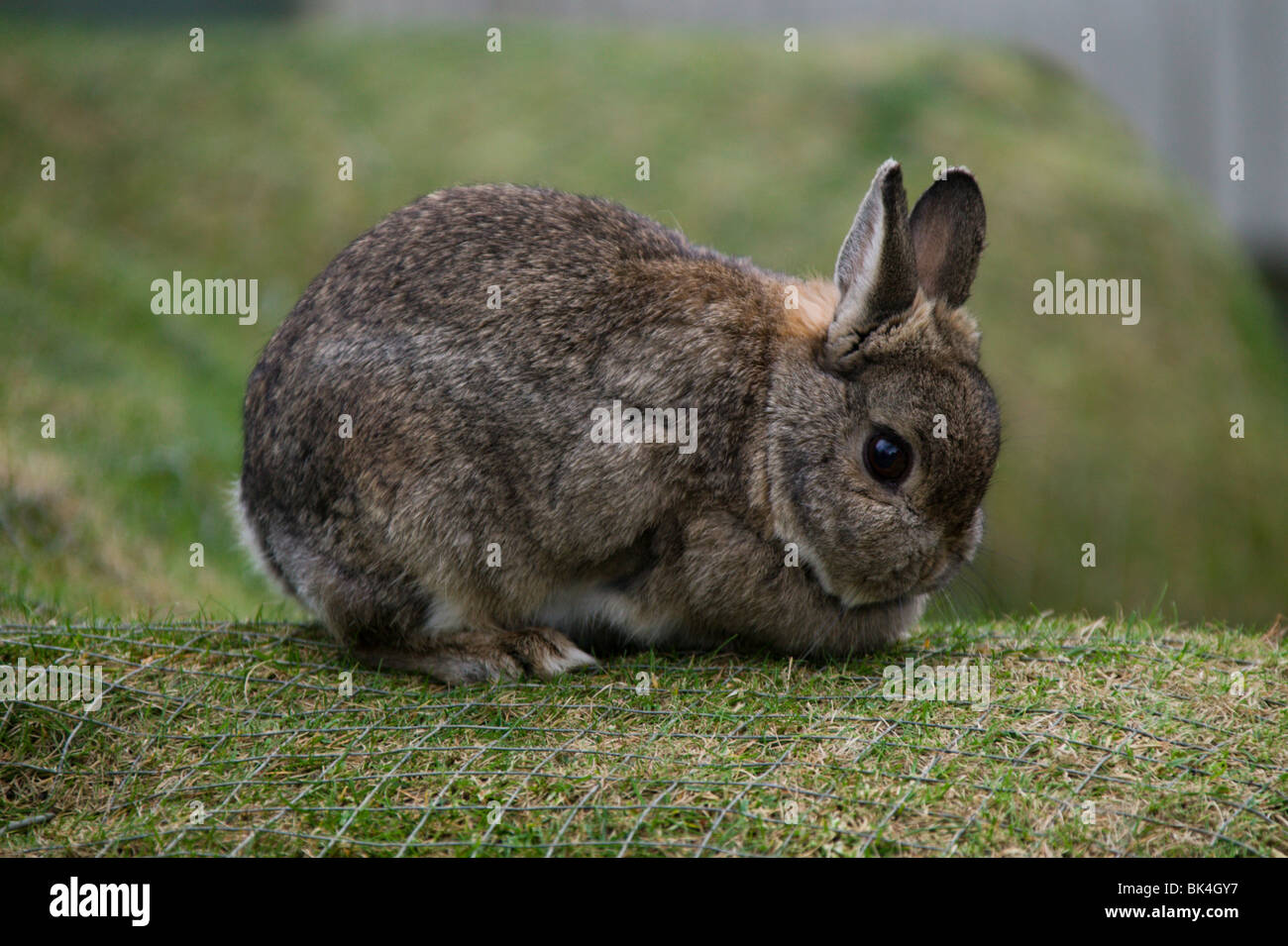 pet rabbit Drusillas Zoo Park Stock Photo - Alamy