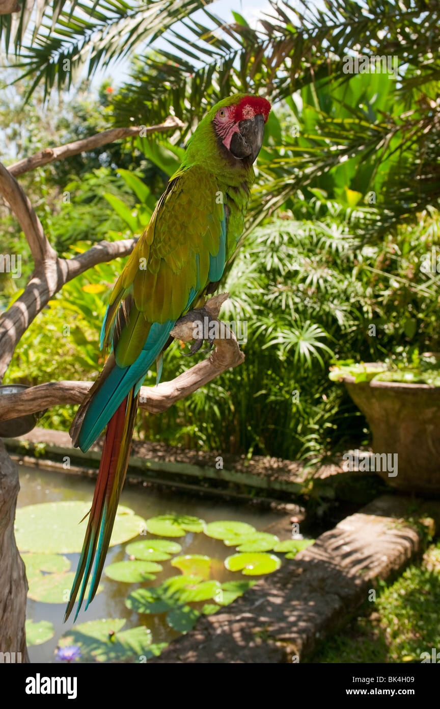 Military Macaw, Ara militaris Stock Photo - Alamy