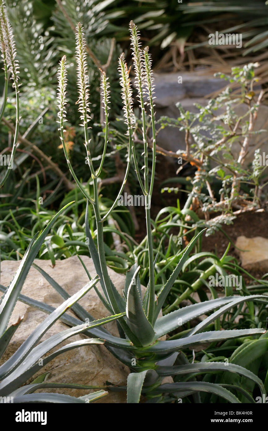 Arabian plants hi-res stock photography and images - Alamy