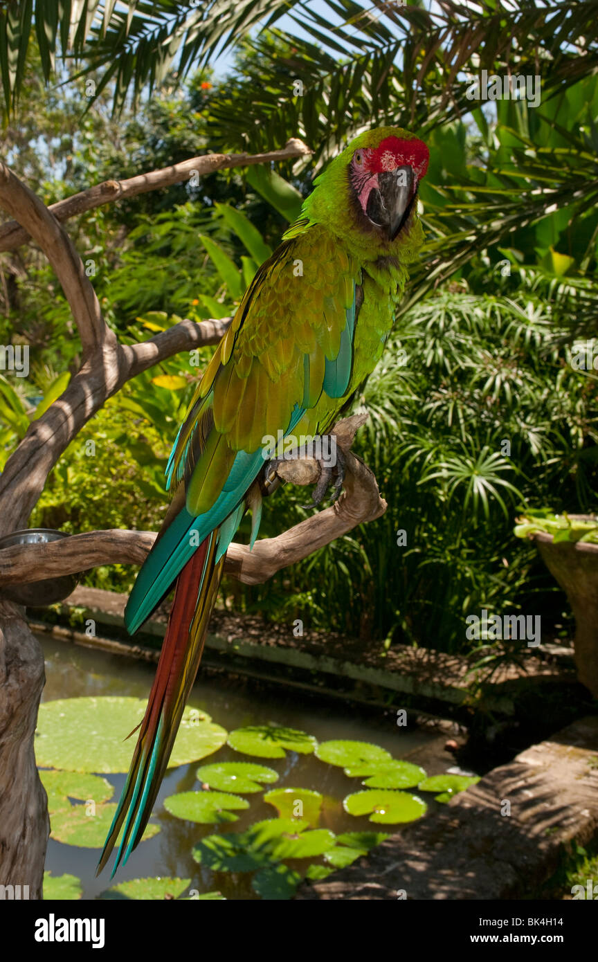 Military Macaw, Ara militaris Stock Photo - Alamy