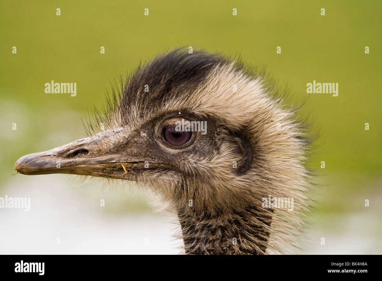 Head shot of an Emu Stock Photo - Alamy
