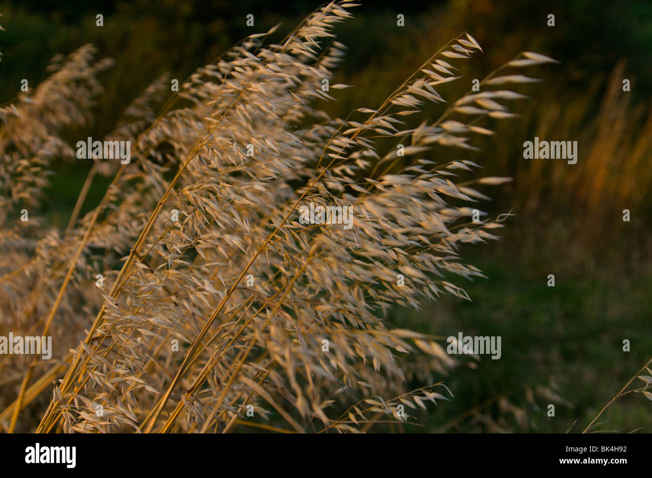 Riseley bedfordshire hi-res stock photography and images - Alamy