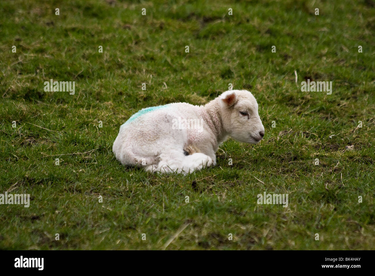 Tired lamb hi-res stock photography and images - Alamy
