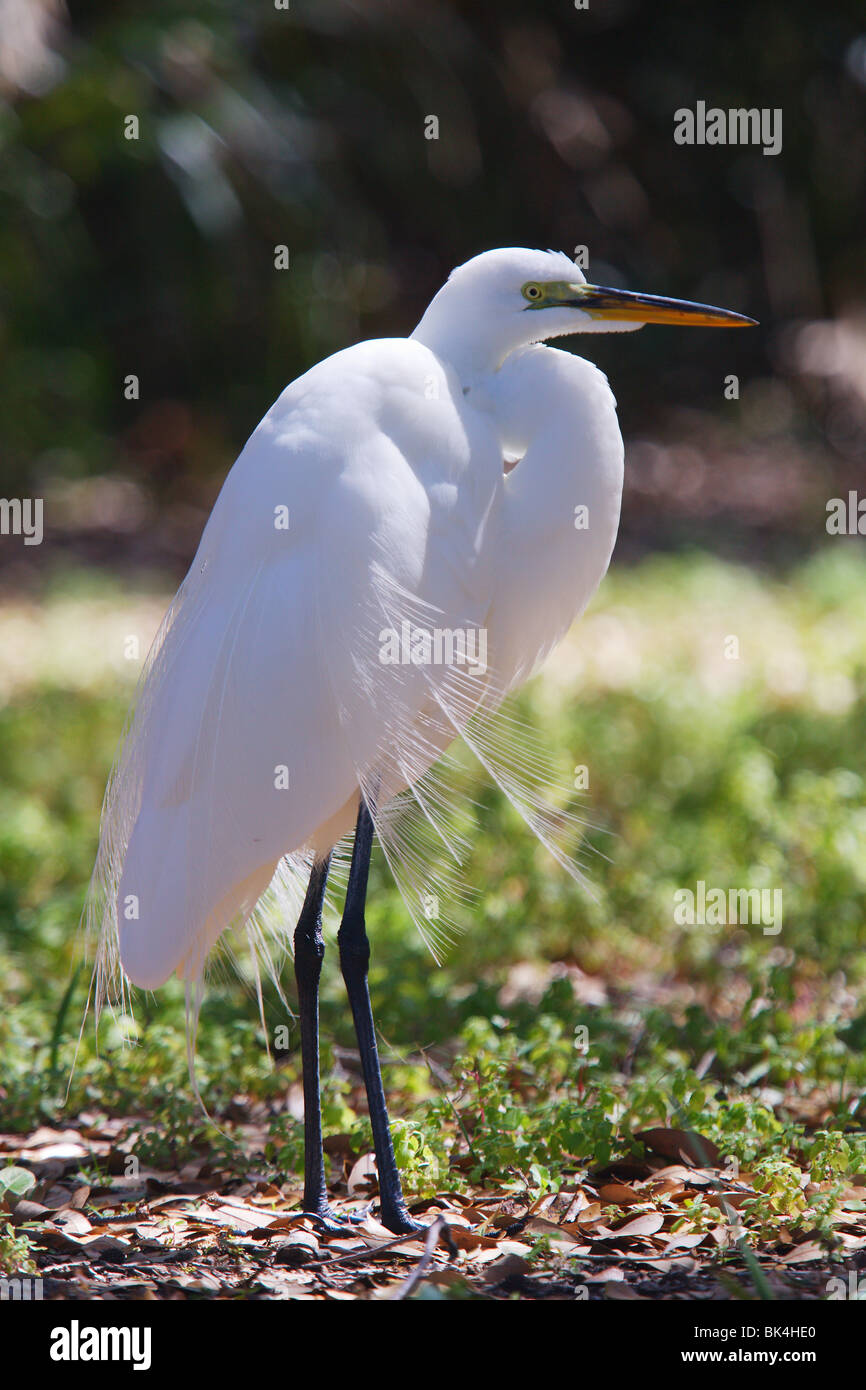 WHITE EGRET STANDING IN FOLIAGE Stock Photo - Alamy