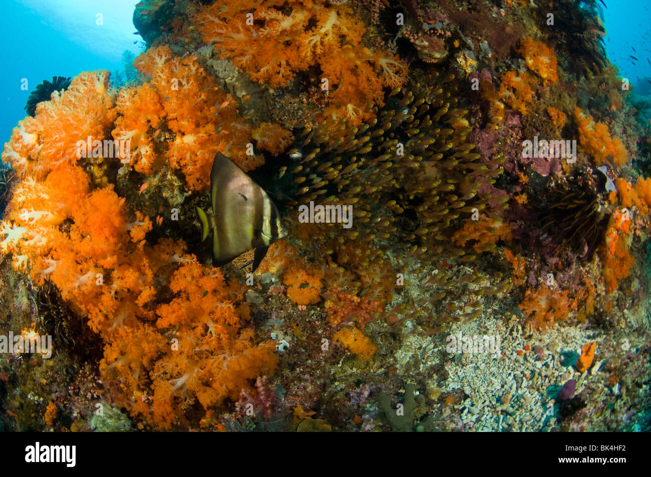 Golden sweepers hi-res stock photography and images - Alamy