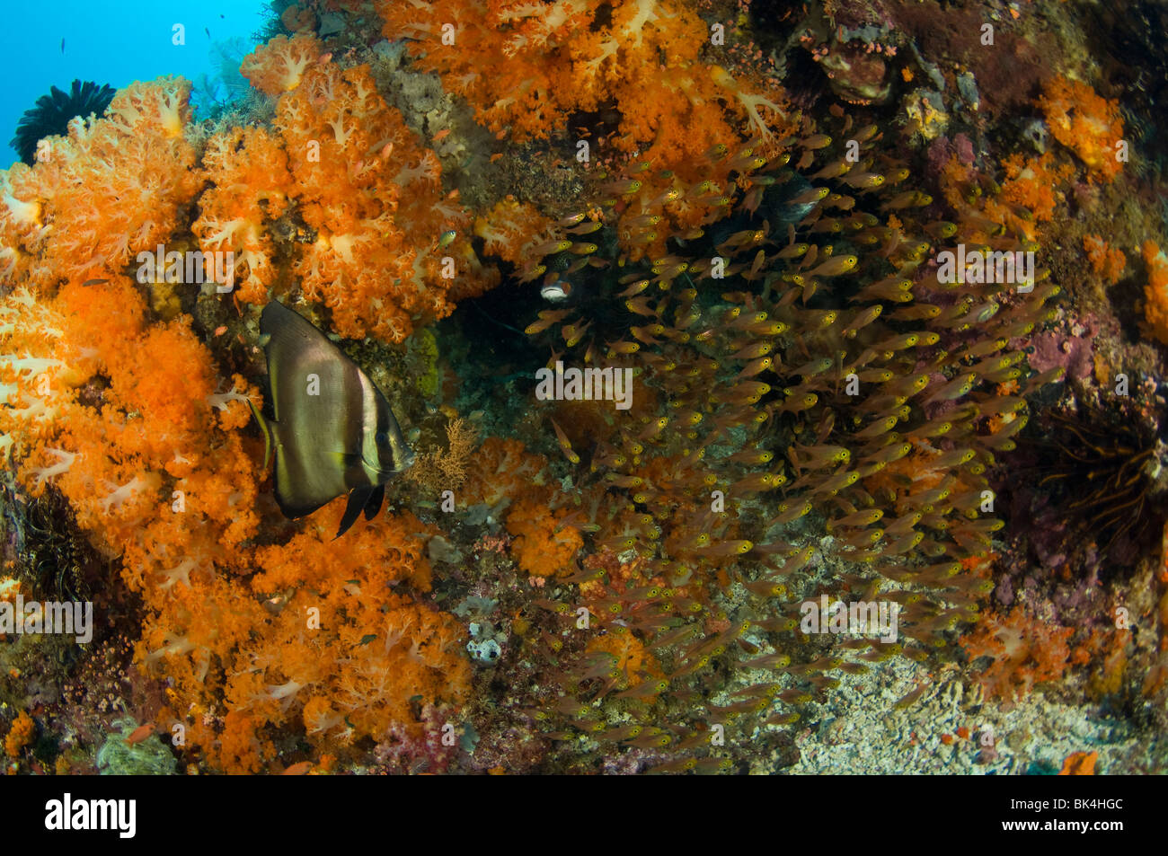 Pempheridae coral reef golden sweeper hi-res stock photography and ...