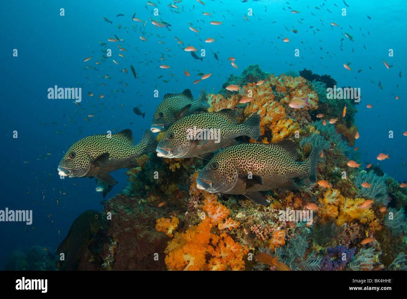 Spotted an island hi-res stock photography and images - Alamy