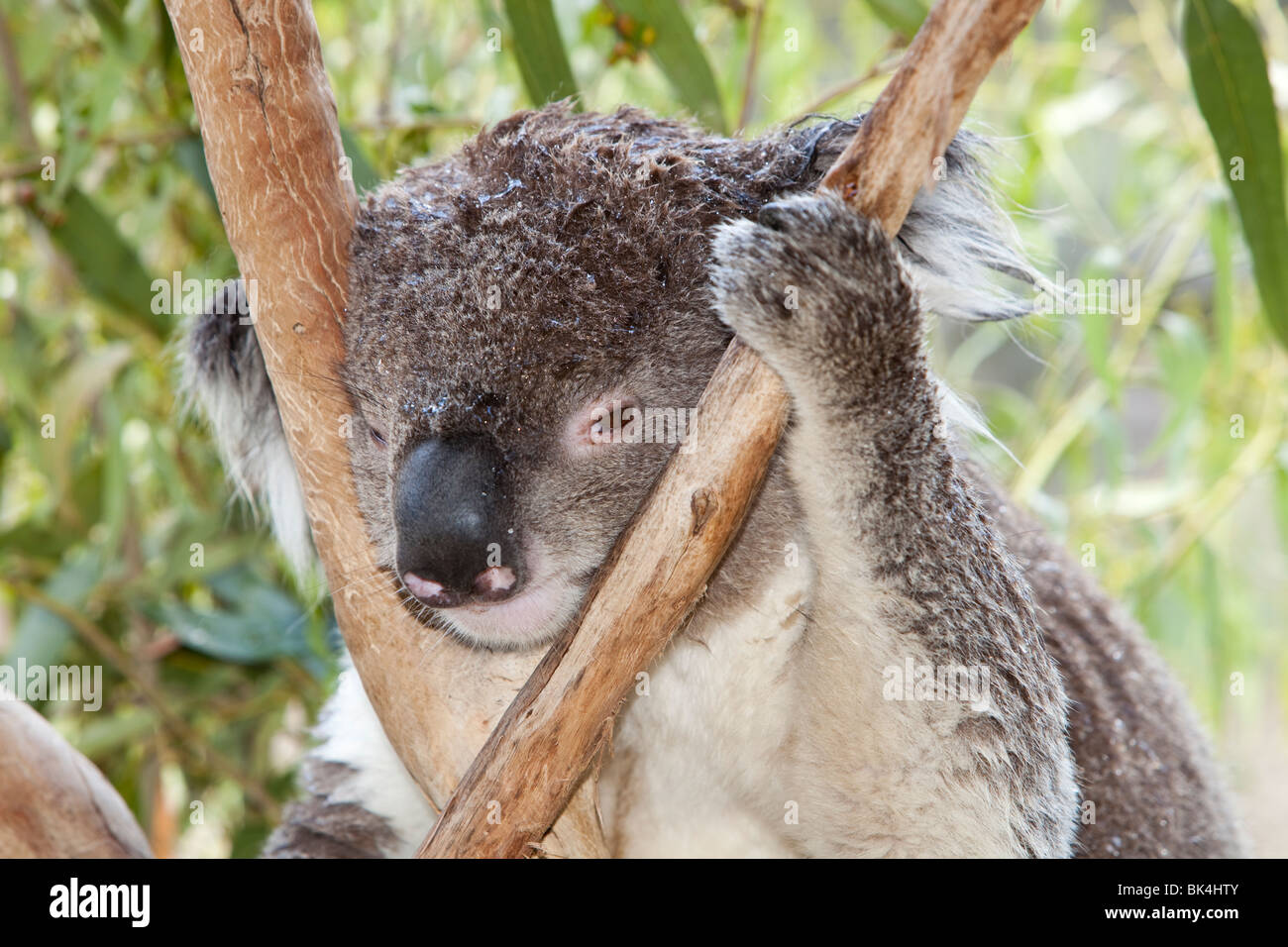 A miserable looking Koala in a wildlife park near Echuca, Victoria ...