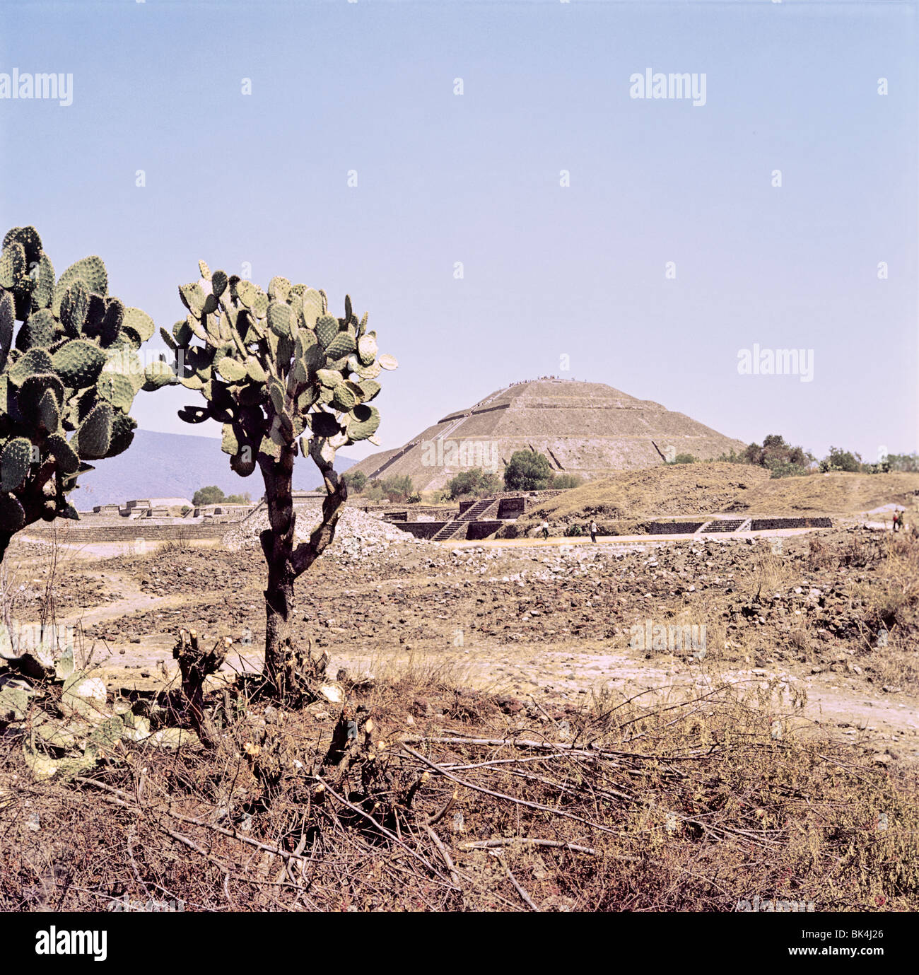 Cactus and the Pyramid of the Sun at the historic site of Teotihuacan ...