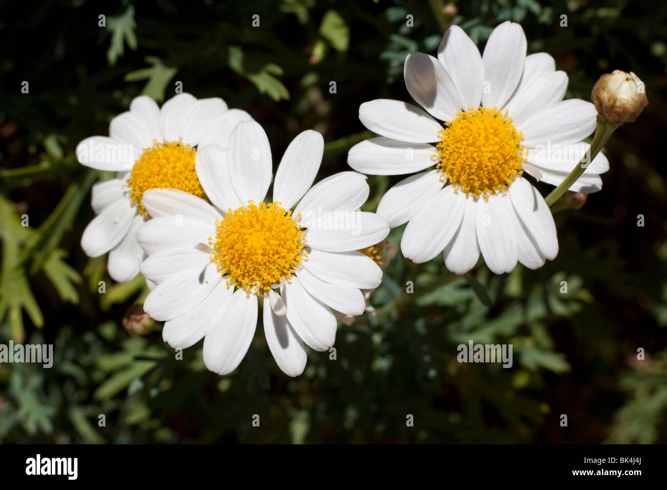 Closeup of a Marguerite flower Stock Photo - Alamy