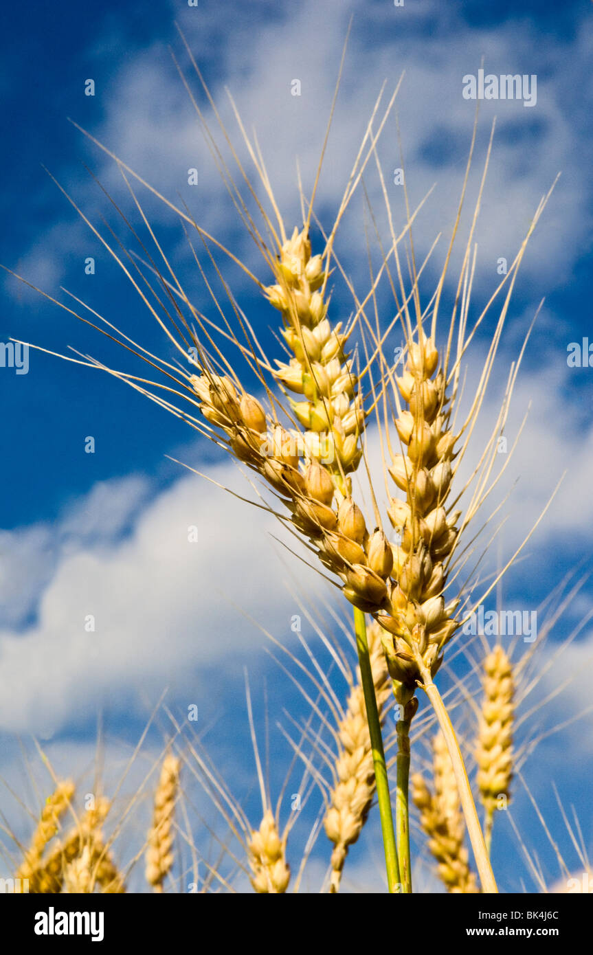 Crop rotation wheat hi-res stock photography and images - Alamy