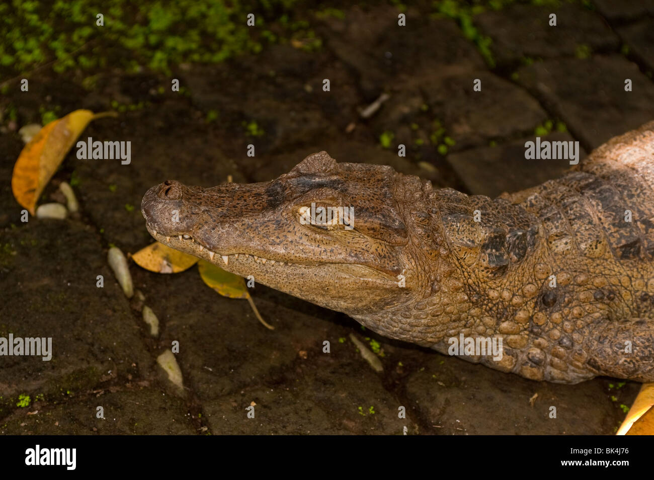 African dwarf crocodile, Osteolaemus tetraspis Stock Photo - Alamy