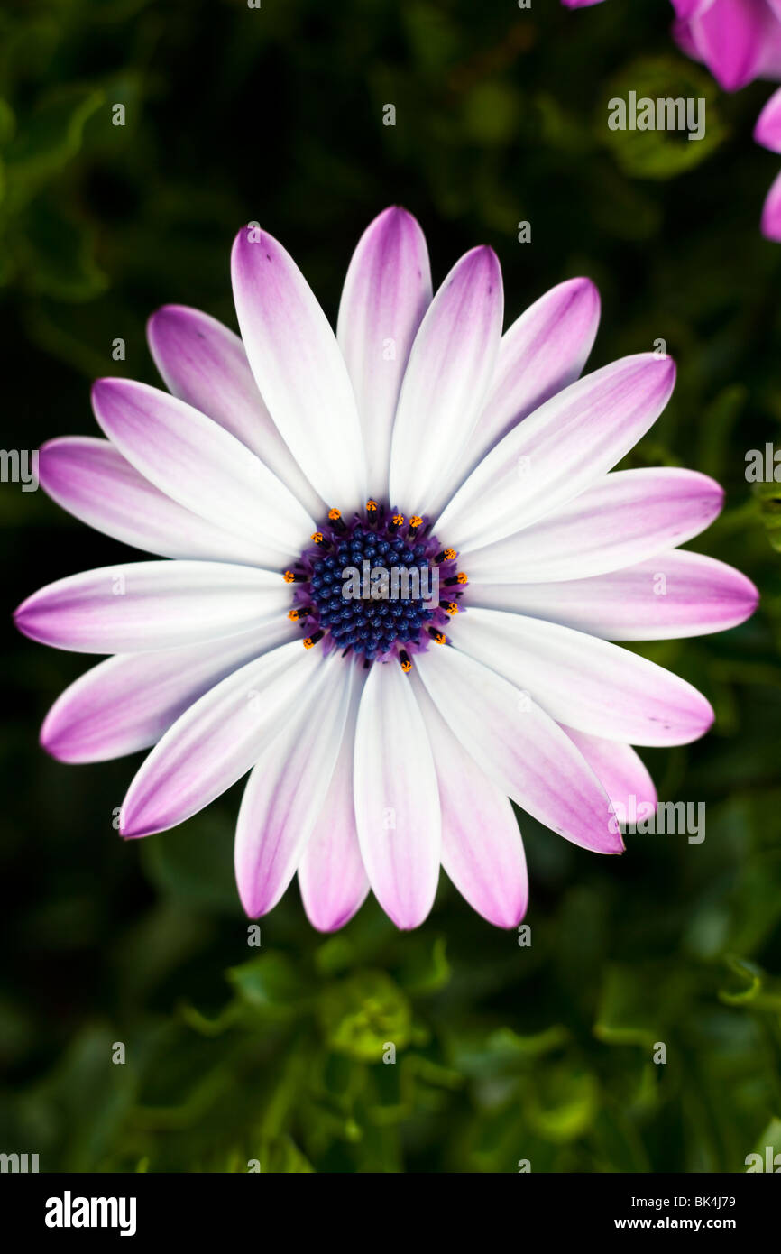 Marguerite flower hi-res stock photography and images - Alamy
