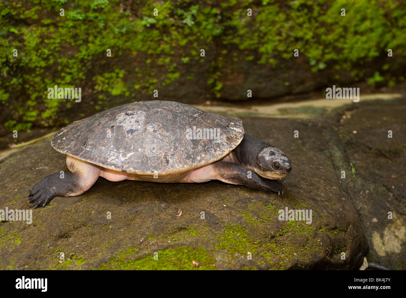 River Terrapin, Batagur baska Stock Photo - Alamy