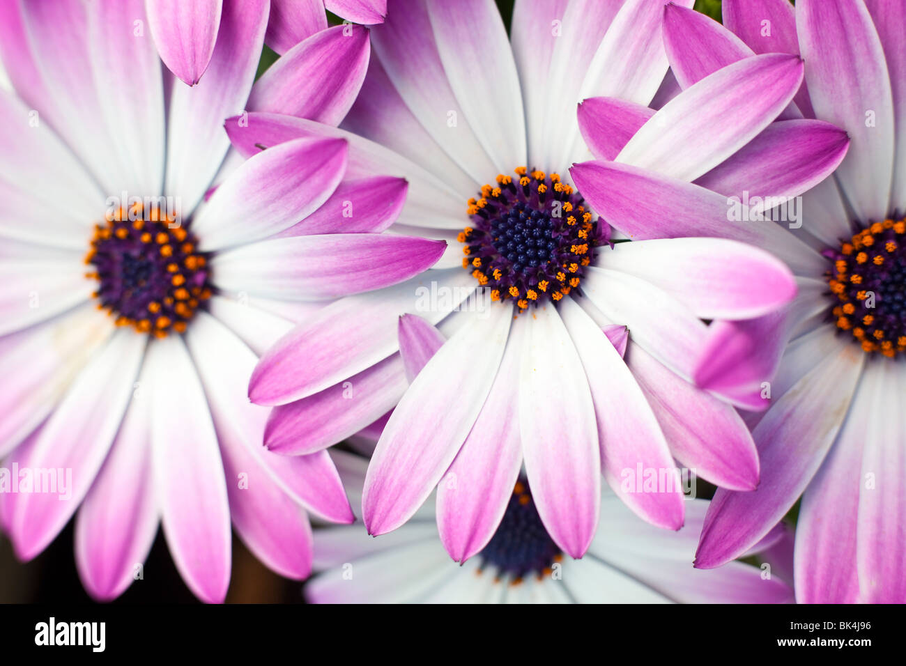 Marguerite flower hi-res stock photography and images - Alamy