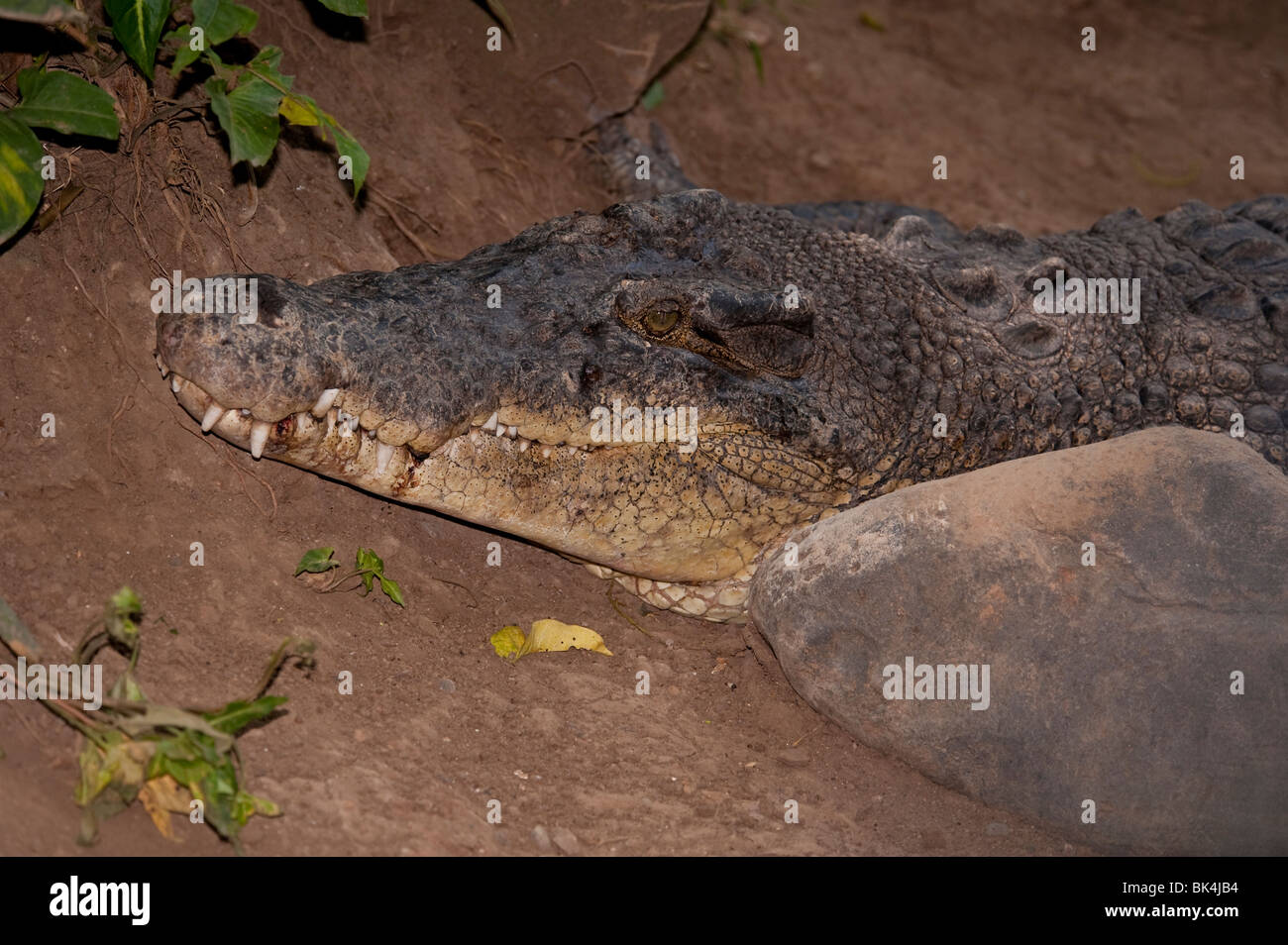 Saltwater Crocodile, Crocodylus porosus, listed as endangered Stock ...