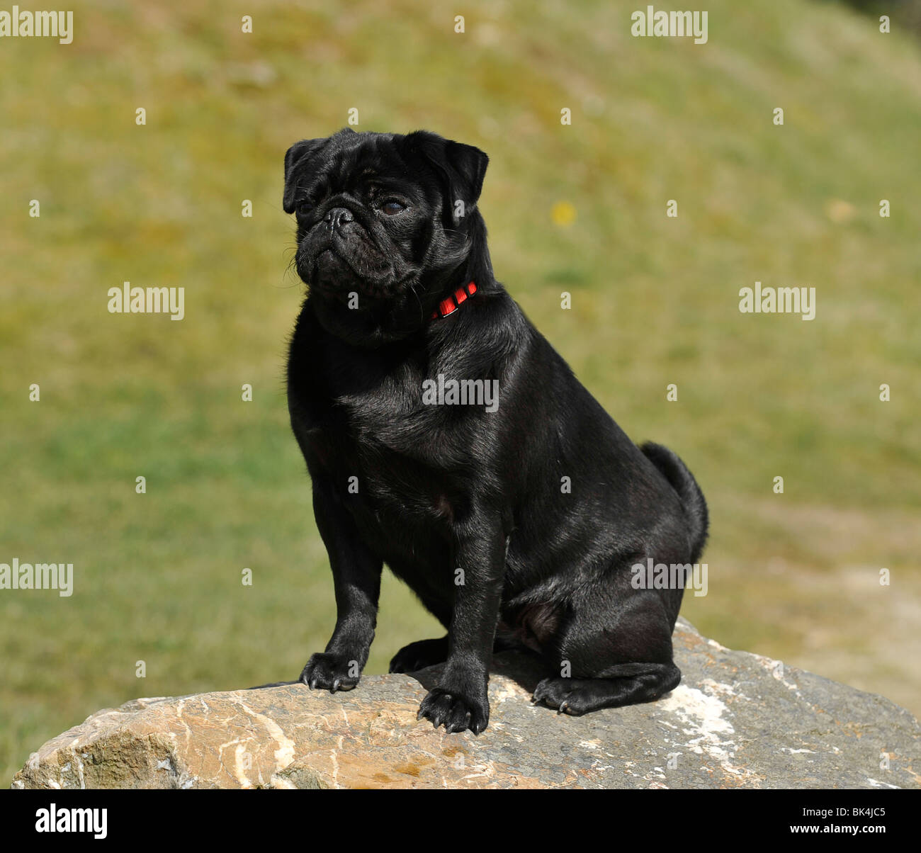 Black Pug Stock Photos & Black Pug Stock Images - Alamy