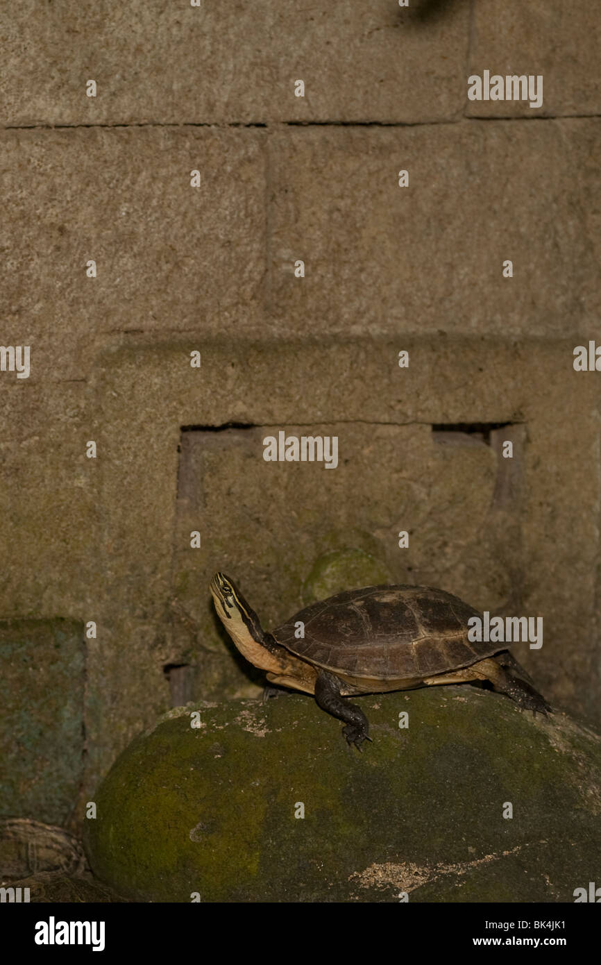 Malaysian Box Turtle, Cuora amboinensis listed as vulnerable Stock ...