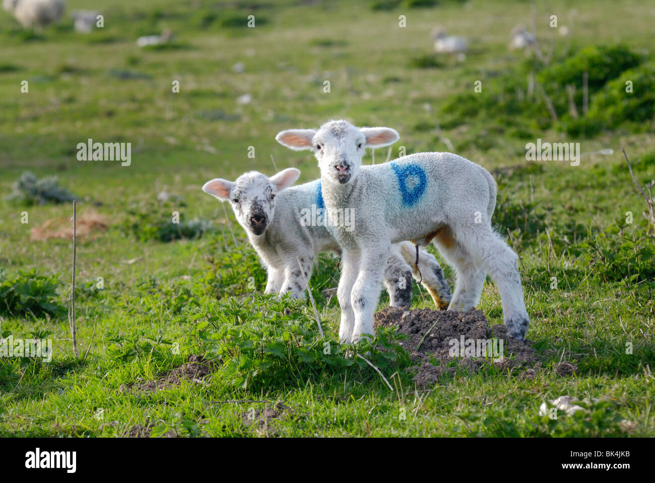 Two newly born lambs in a field Stock Photo - Alamy