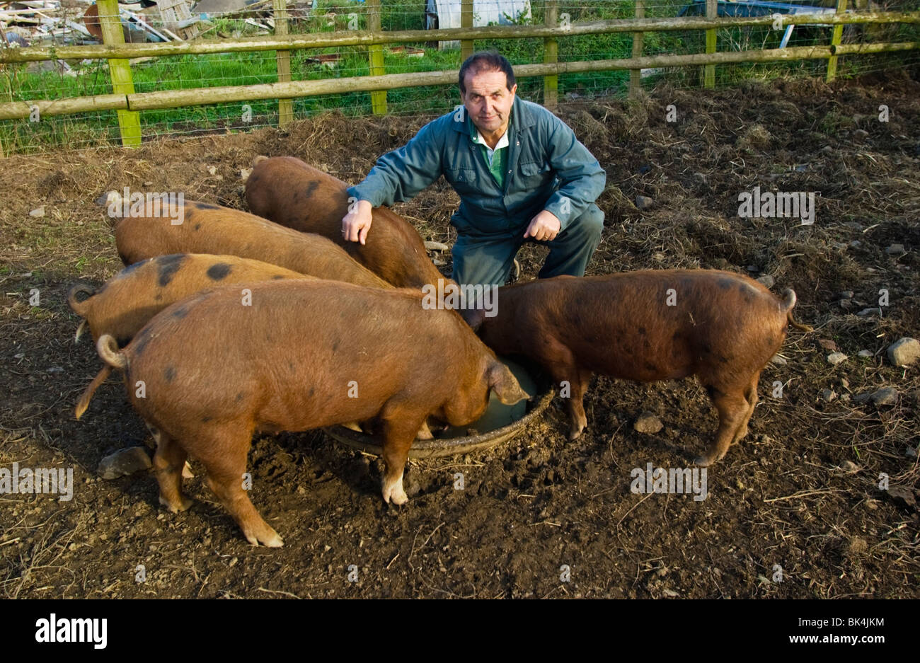 Gm pigs hi-res stock photography and images - Alamy